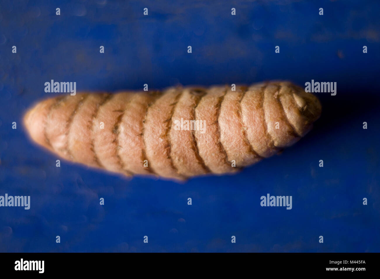 Tumeric plant hi-res stock photography and images - Alamy