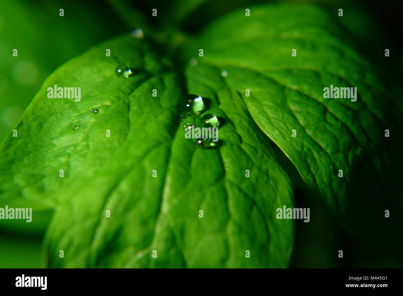 drop on green Stock Photo - Alamy
