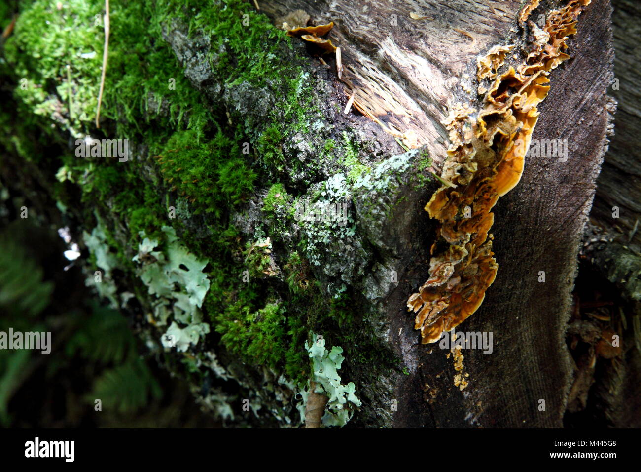 Moss-covered log at Rock Dunder Stock Photo - Alamy
