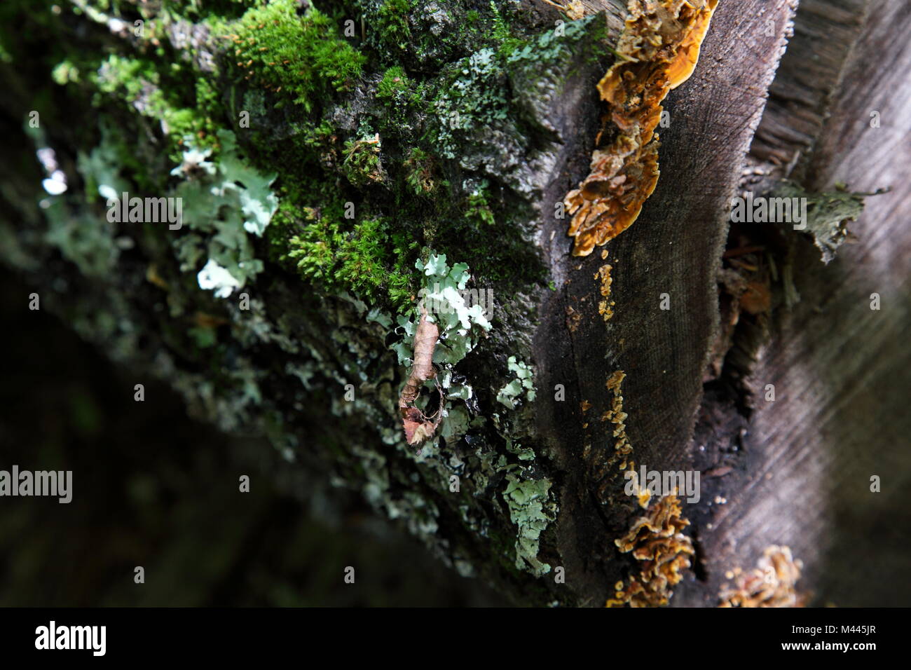 Moss covered log rock hi-res stock photography and images - Alamy