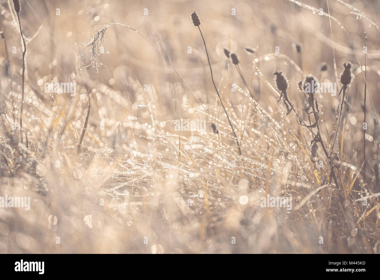 Soft Nature Background at Sunrise Stock Photo - Alamy