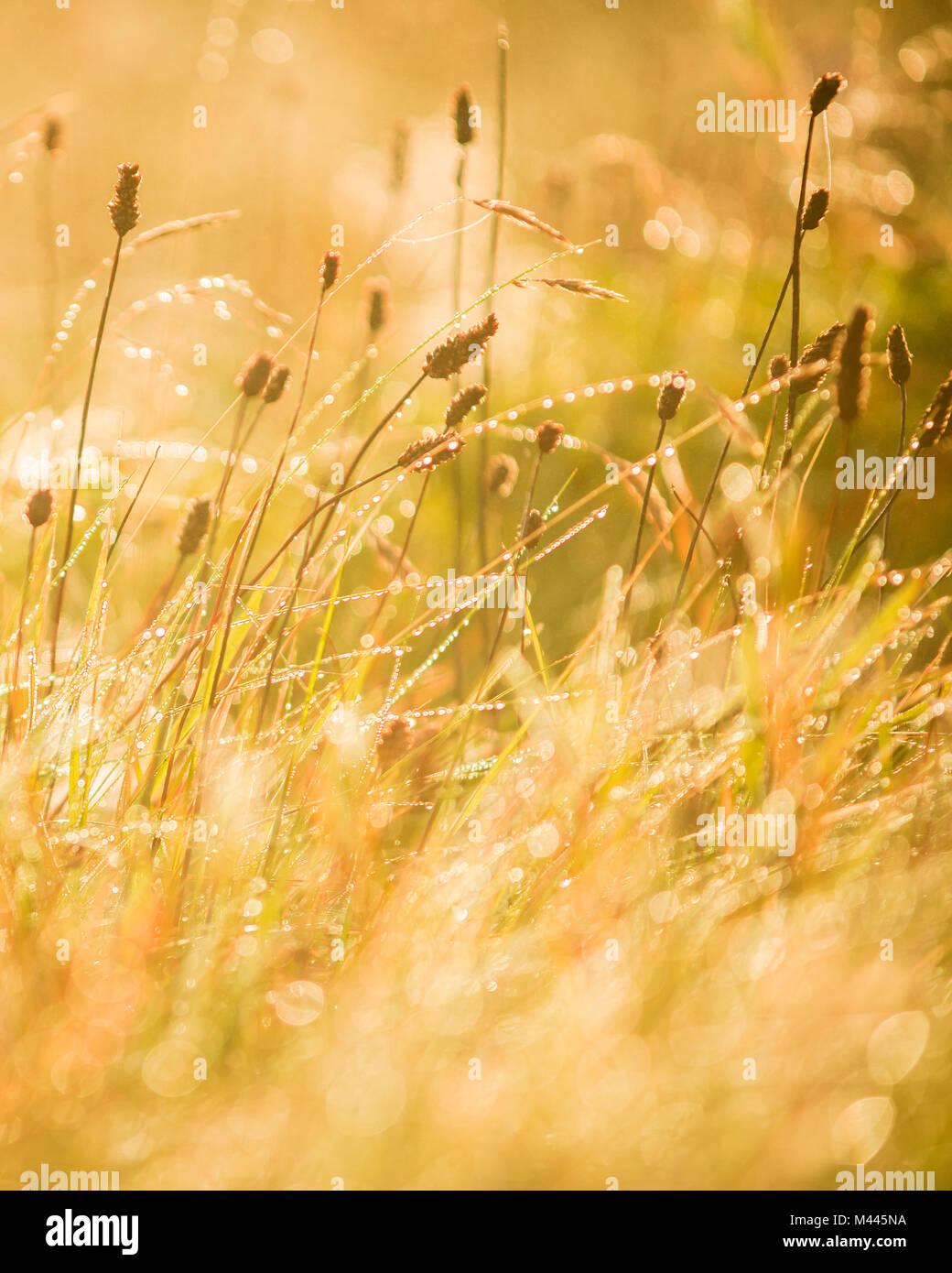 Soft Nature Background at Sunrise Stock Photo - Alamy