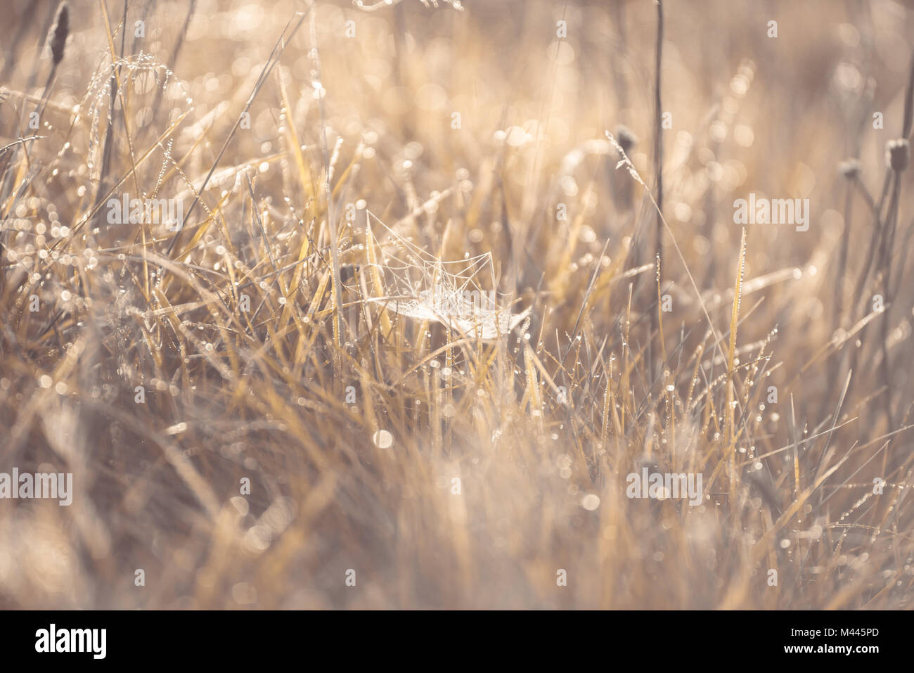 Soft Nature Background at Sunrise Stock Photo - Alamy