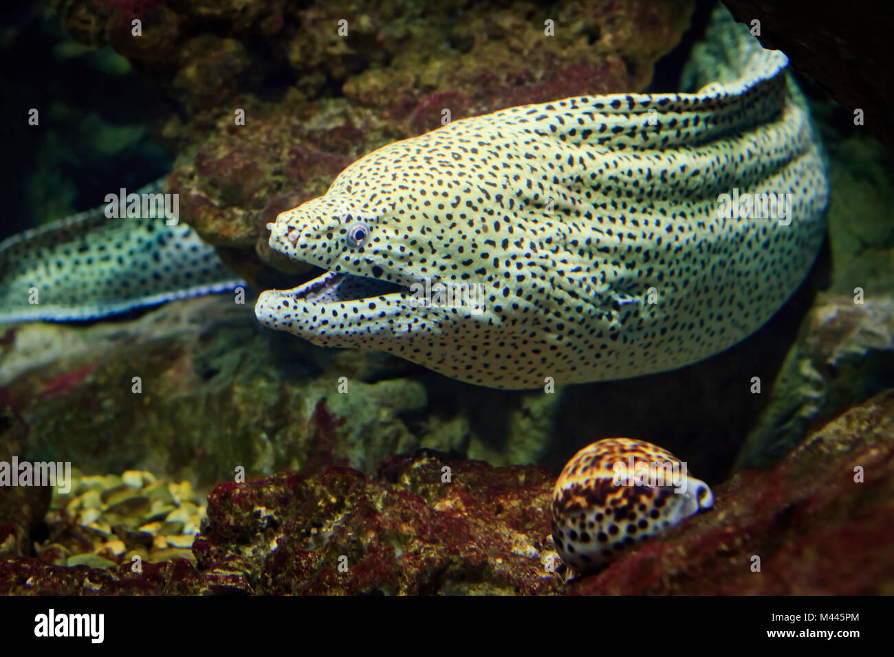 Giant moray looks out from coral reef Stock Photo - Alamy