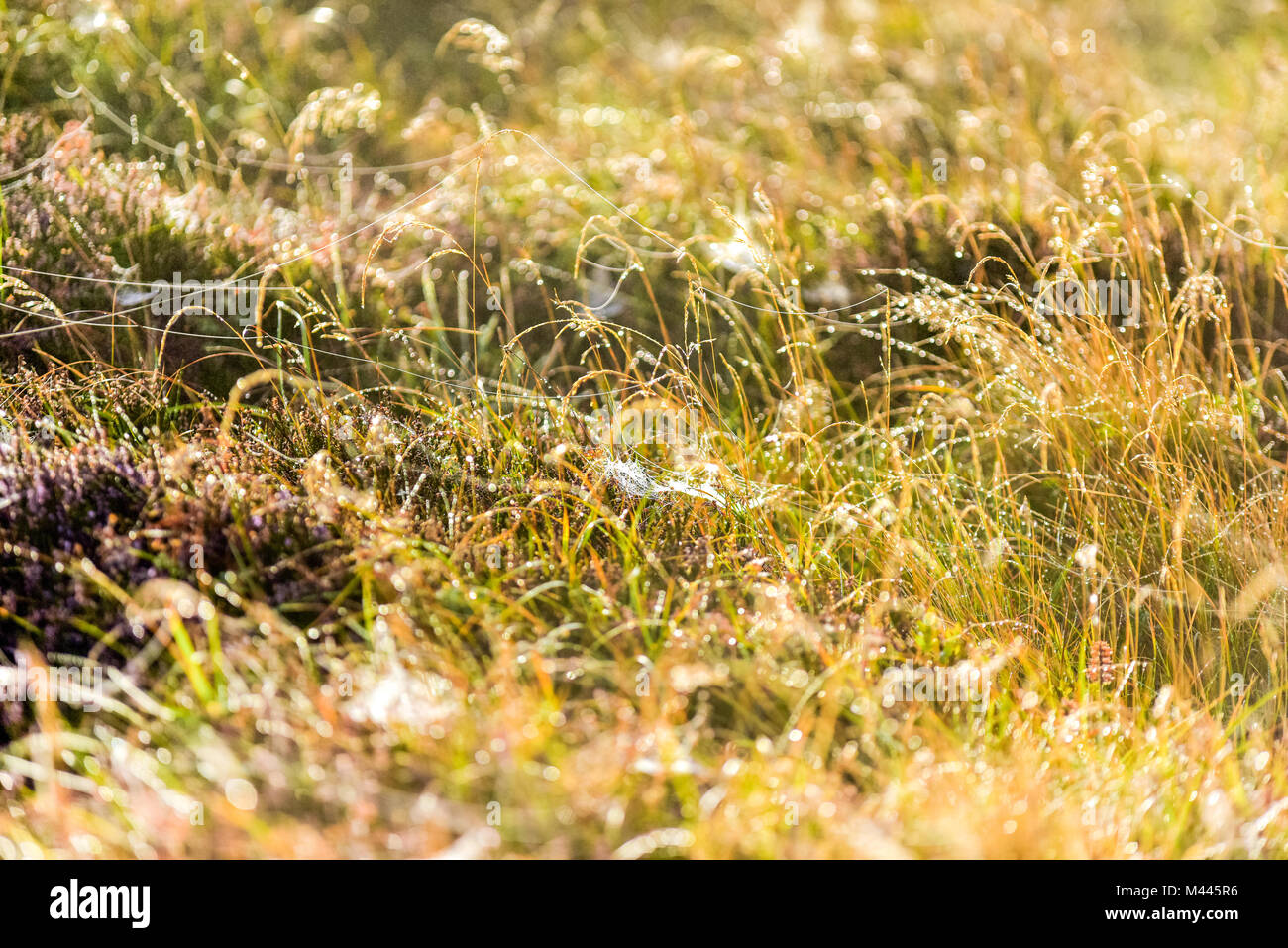 Soft light at sunrise hi-res stock photography and images - Alamy