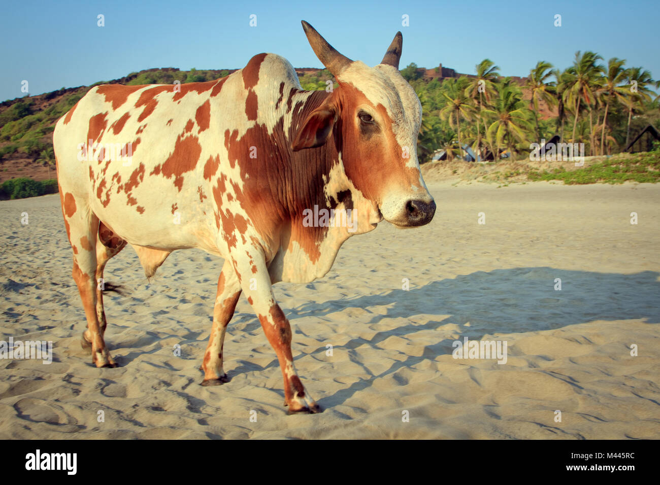 Cow on Beautiful Tropical beach ,Goa, India Stock Photo - Alamy