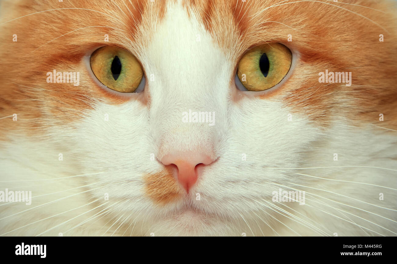 Red and white cat face close up Stock Photo - Alamy