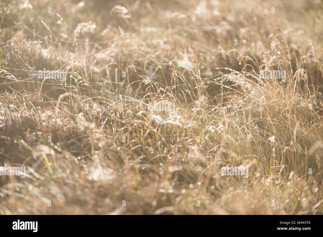 Soft Nature Background at Sunrise Stock Photo - Alamy