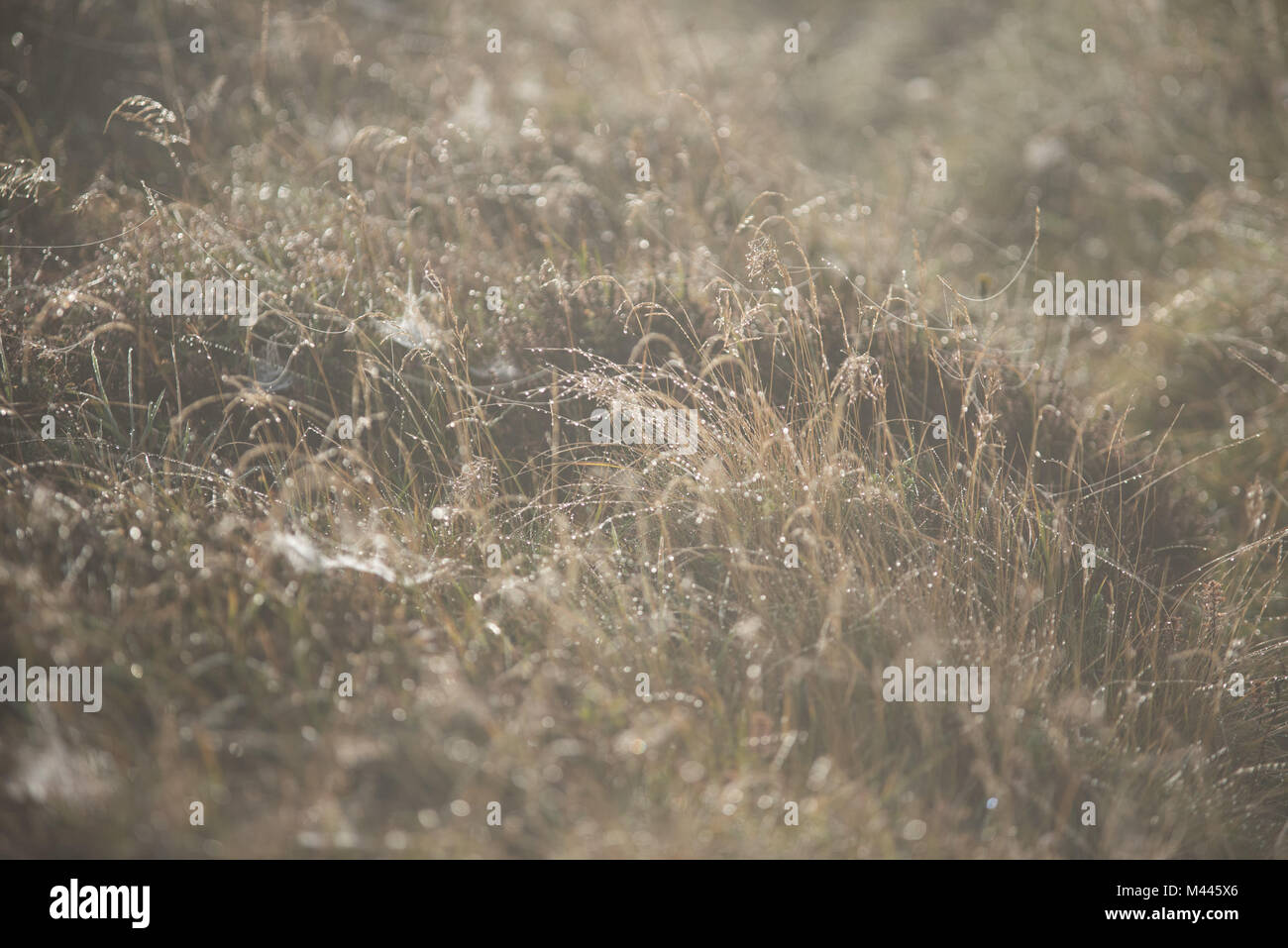 Soft Nature Background at Sunrise Stock Photo - Alamy