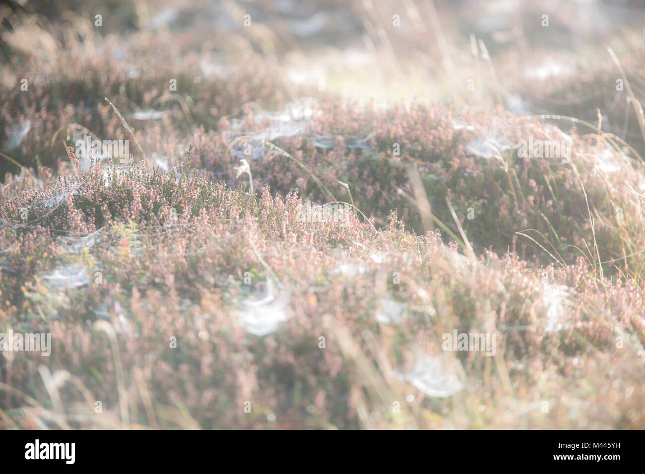 Soft Nature Background at Sunrise Stock Photo - Alamy