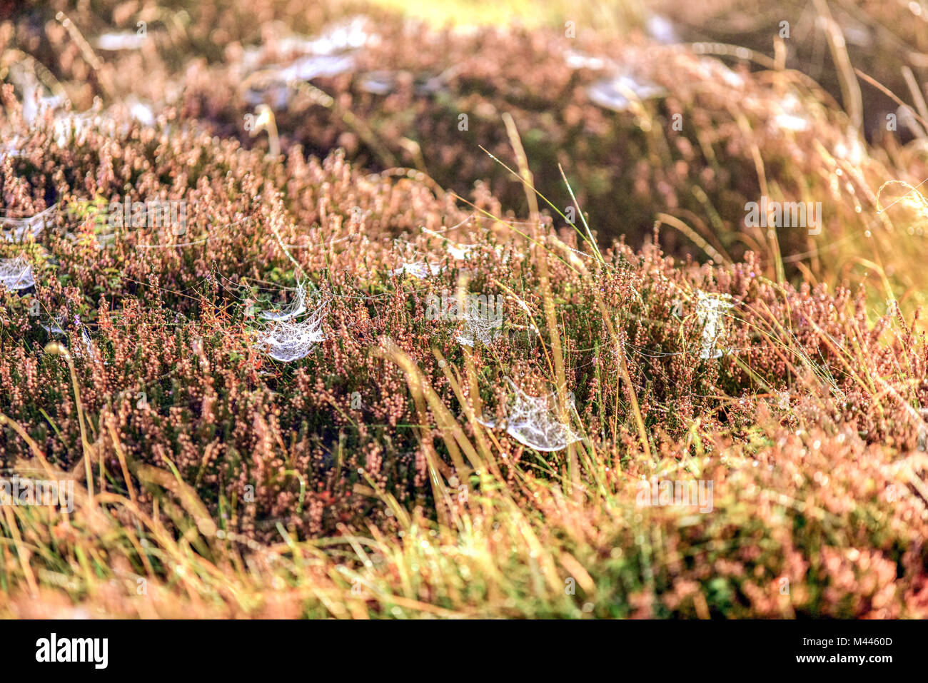 Soft Nature Background at Sunrise Stock Photo - Alamy