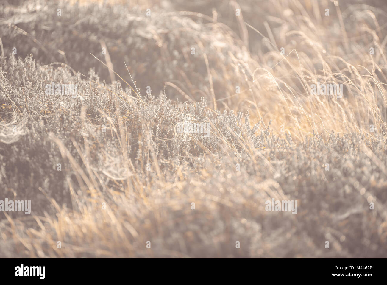 Soft Nature Background at Sunrise Stock Photo - Alamy