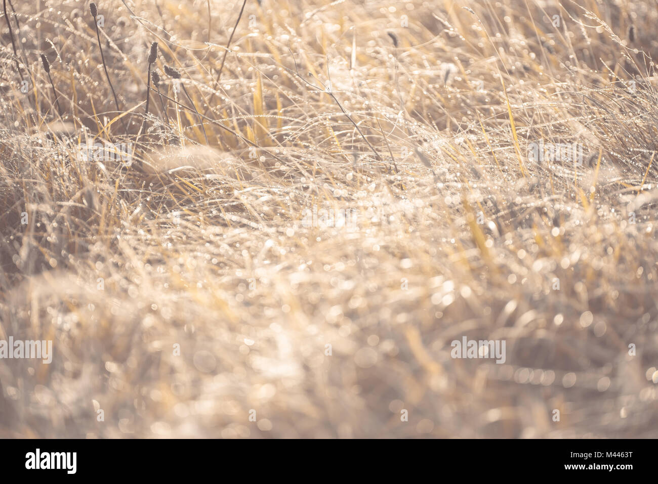 Soft Nature Background at Sunrise Stock Photo - Alamy