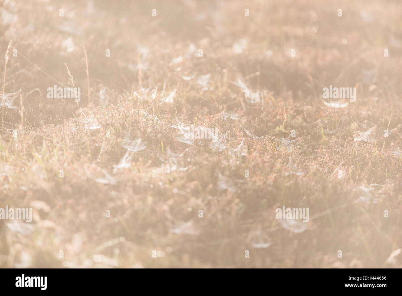 Soft Nature Background at Sunrise Stock Photo - Alamy
