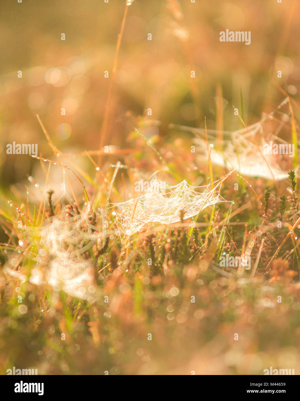 Soft Nature Background at Sunrise Stock Photo - Alamy