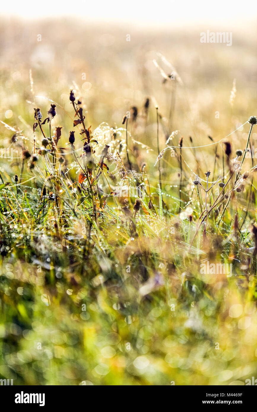 Soft Nature Background at Sunrise Stock Photo - Alamy