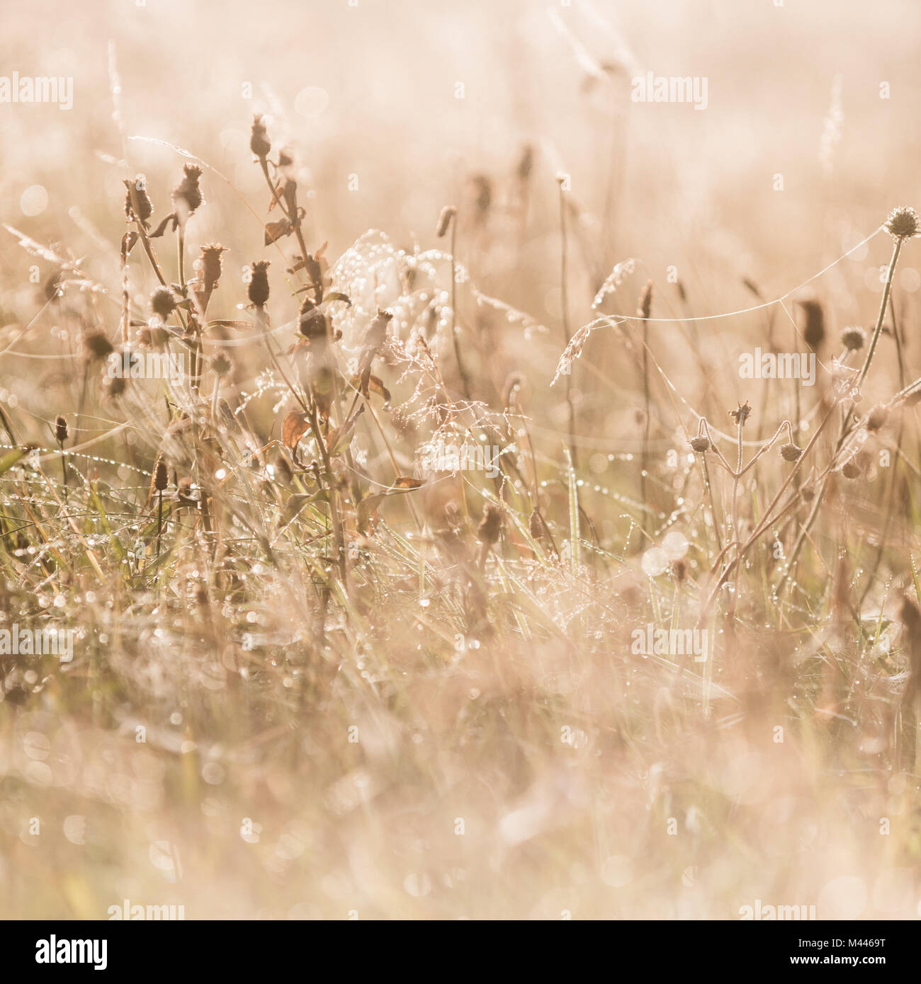 Soft Nature Background at Sunrise Stock Photo - Alamy
