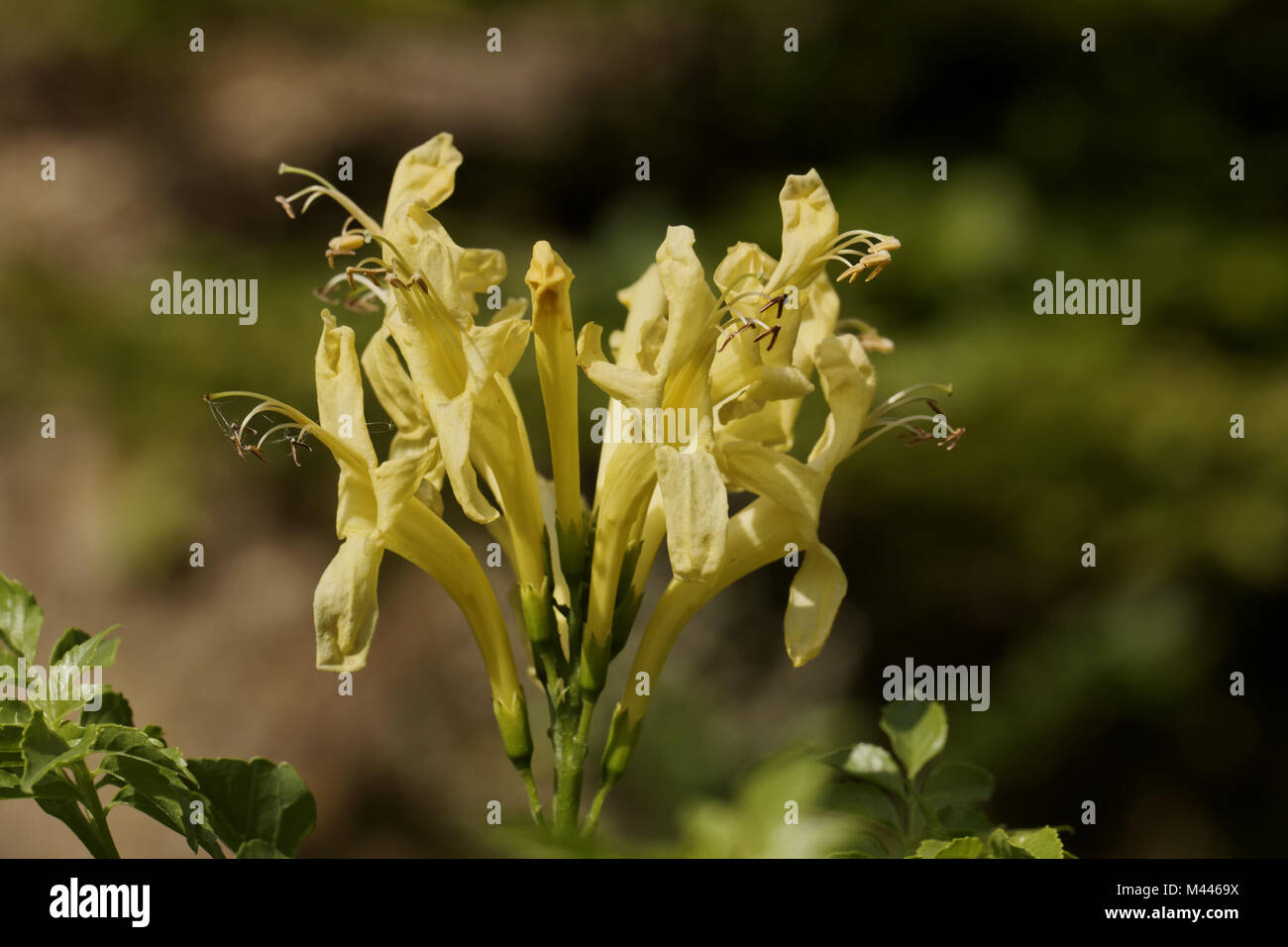 Tecomaria capensis, Cape honeysuckle, yellow varie Stock Photo - Alamy