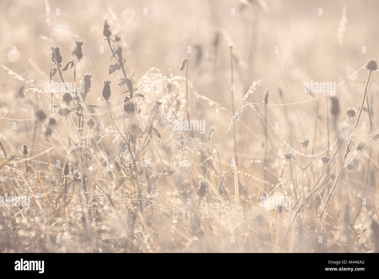 Soft Nature Background at Sunrise Stock Photo - Alamy