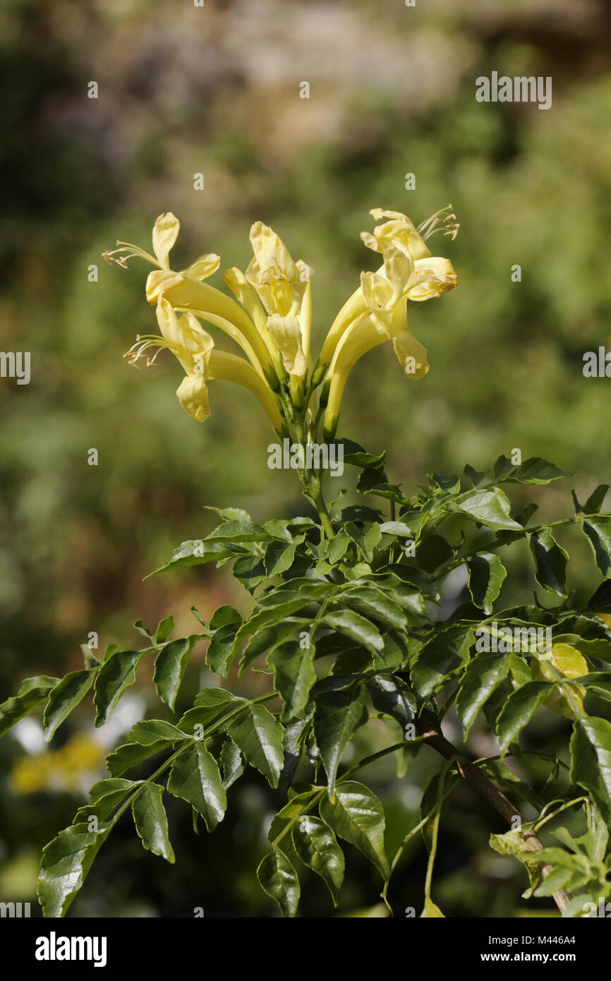 Cape honeysuckle tecomaria capensis hi-res stock photography and images ...