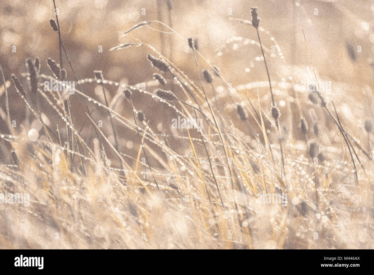 Soft Nature Background at Sunrise Stock Photo - Alamy