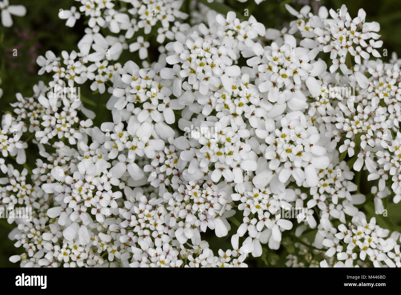 Rocket candytuft hi-res stock photography and images - Alamy