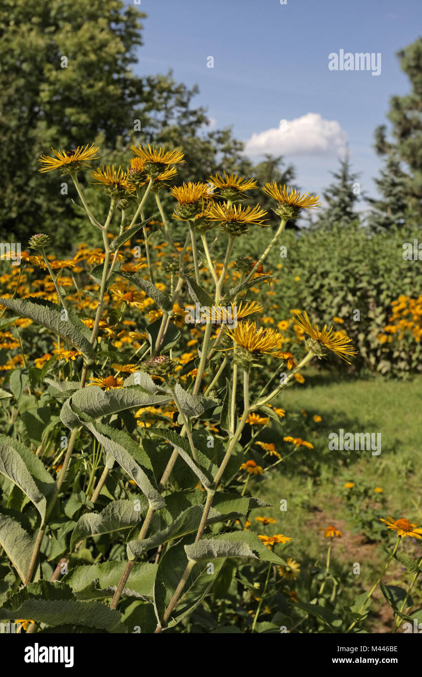 Inula helenium, Elecampane, Horse heal, Marchalan Stock Photo - Alamy