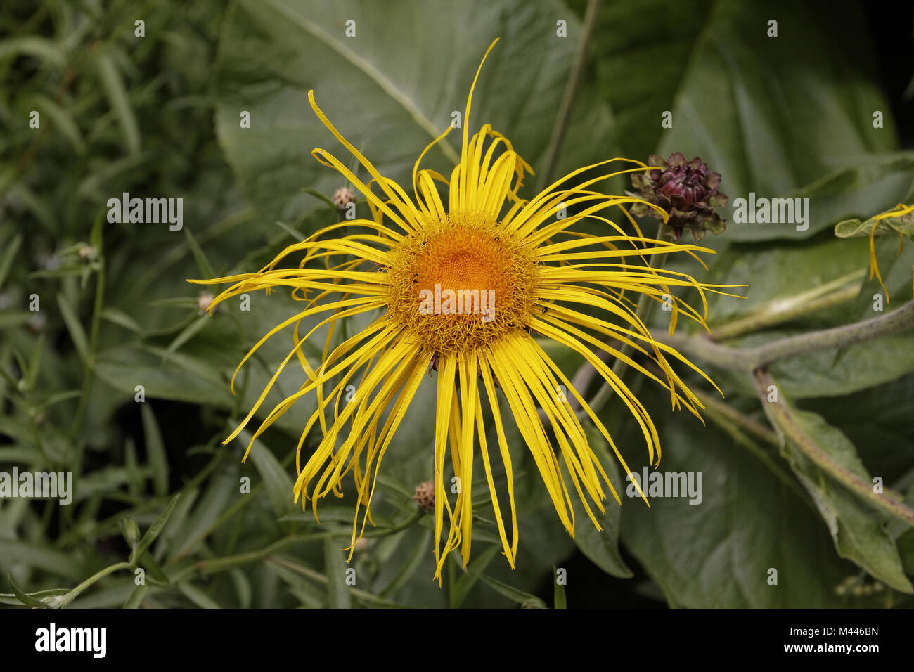 Inula helenium, Elecampane, Horse heal, Marchalan Stock Photo - Alamy