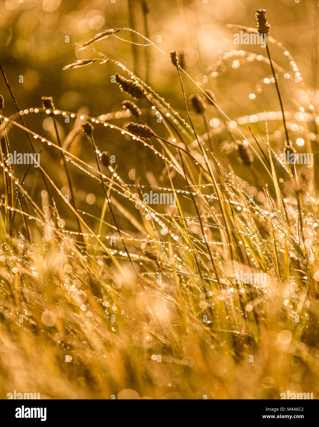 Soft Nature Background at Sunrise Stock Photo - Alamy