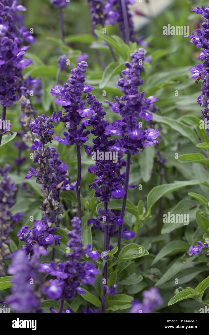 Salvia farinacea farina violet hi-res stock photography and images - Alamy
