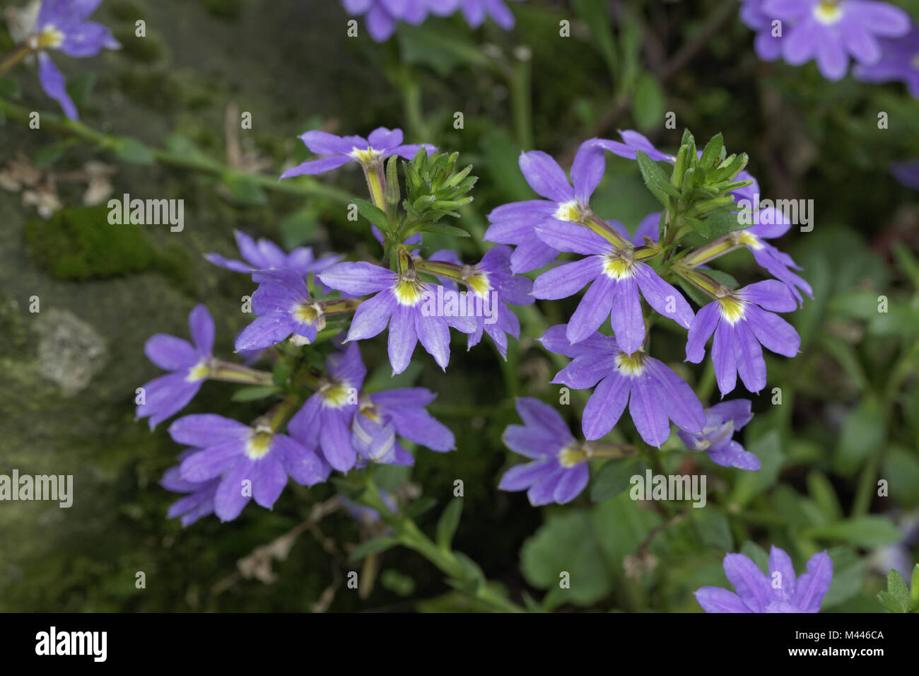 Scaevola aemula, Fairy Fan-flower, Common Fan-fl Stock Photo - Alamy