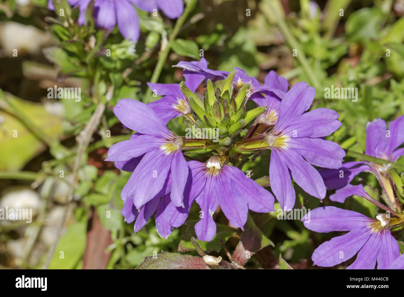 Scaevola aemula, Fairy Fan-flower, Common Fan-fl Stock Photo - Alamy
