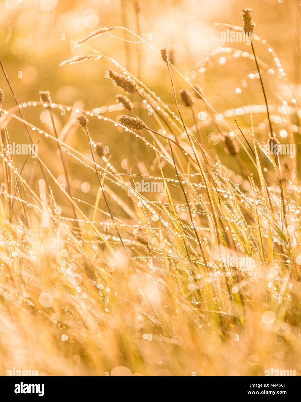 Soft Nature Background at Sunrise Stock Photo - Alamy