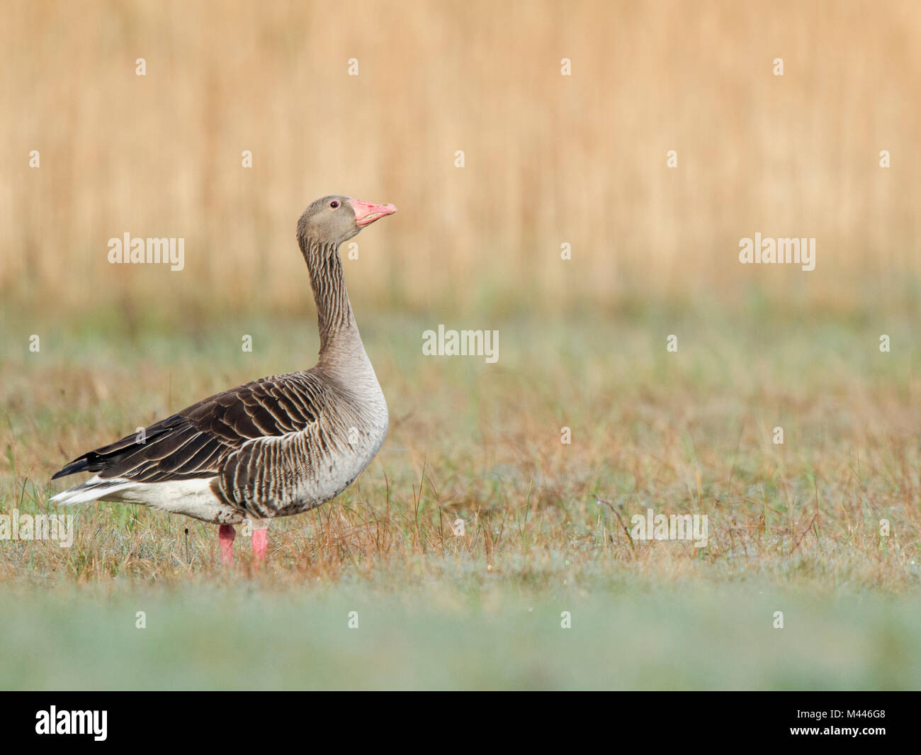 Greylag goose (Anser anser) stands in meadow,Neusiedler See National ...