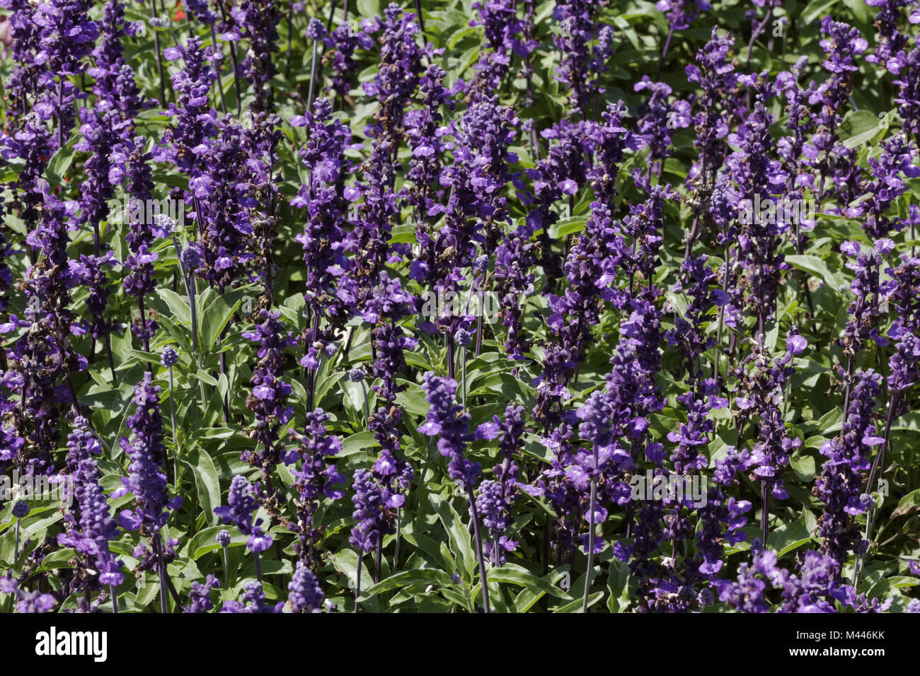 Salvia farinacea Farina Violet, Sage, Mealy sage Stock Photo - Alamy