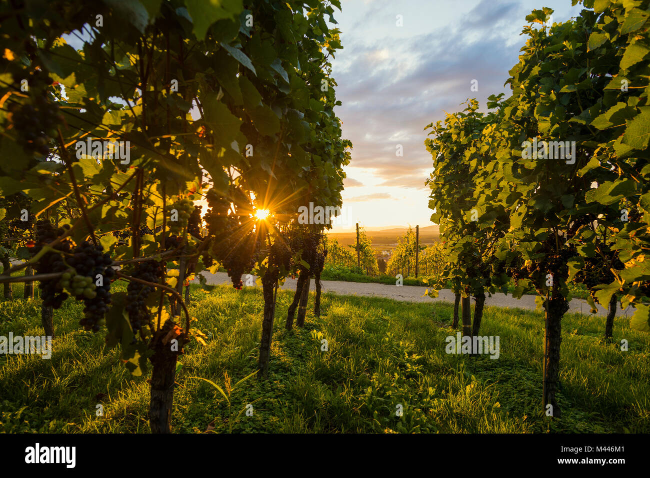 Solar reflex,vineyard with red grapes,Kaiserstuhl,Baden-Württemberg ...