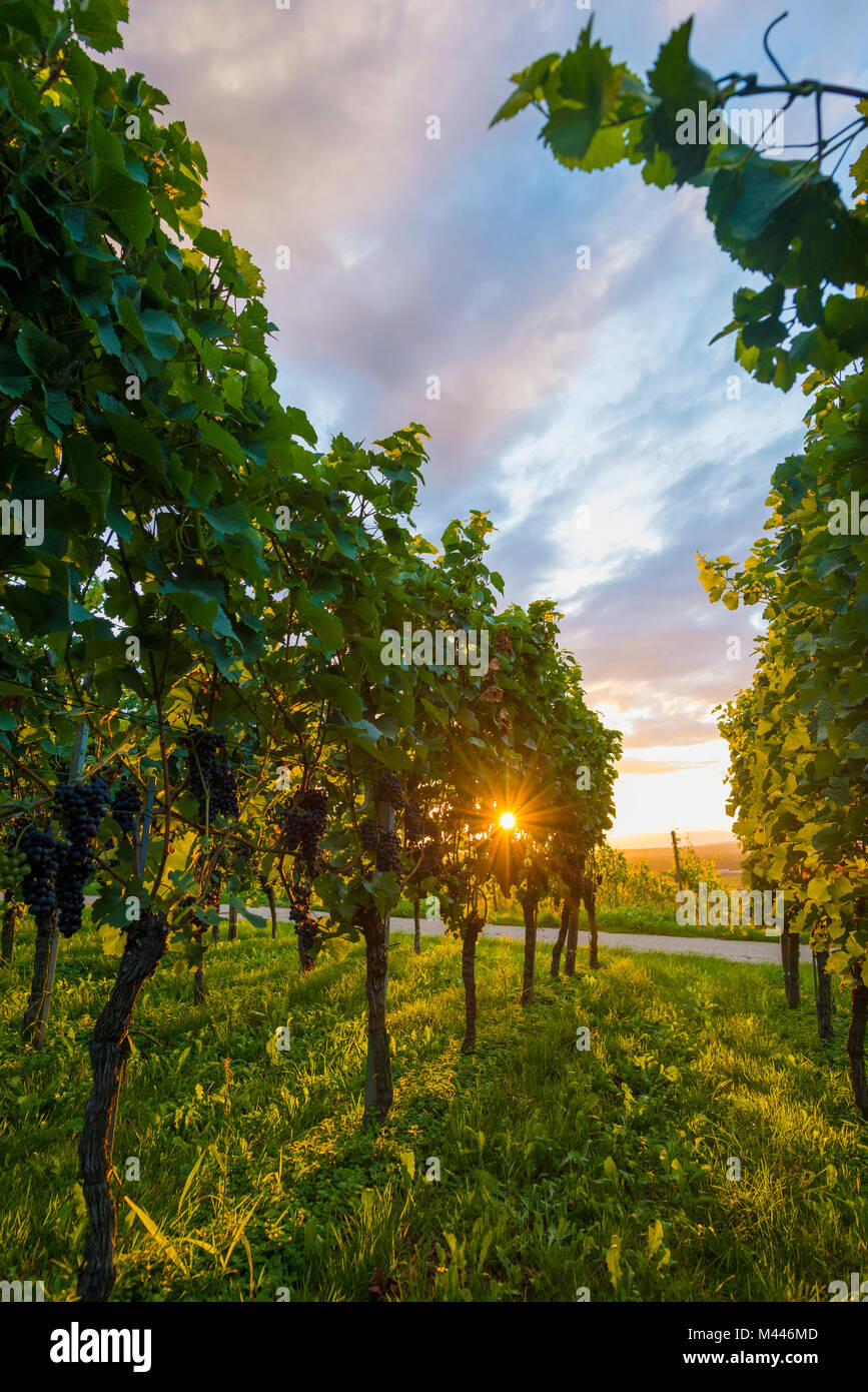 Solar reflex,vineyard with red grapes,Kaiserstuhl,Baden-Württemberg ...