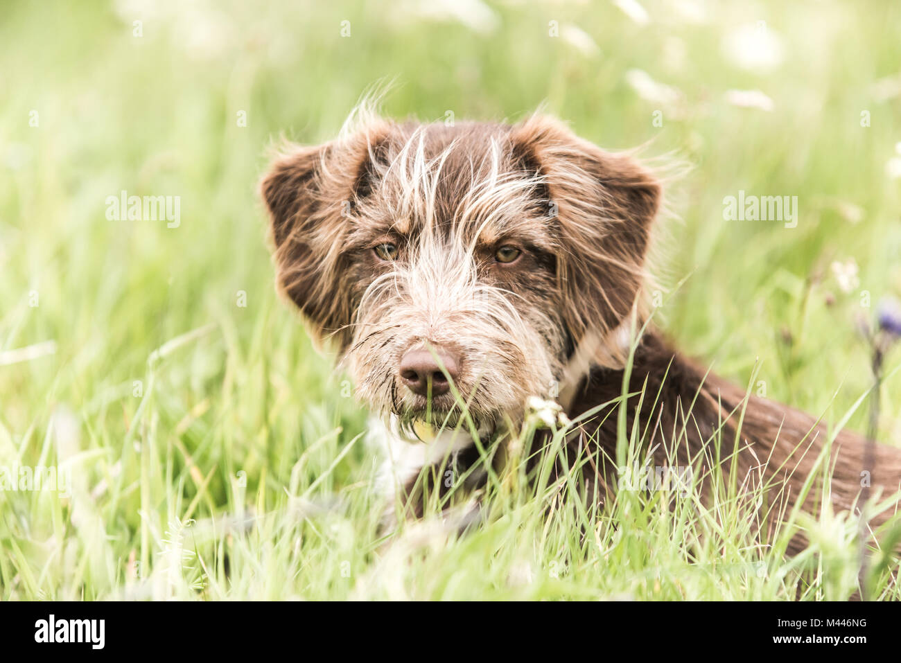 Cute Dog Isolated Stock Photo - Alamy