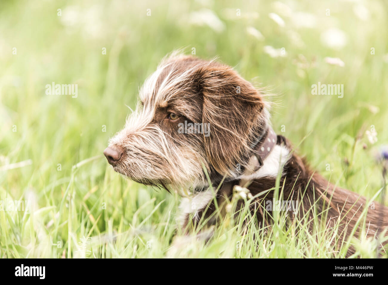 Cute Dog Isolated Stock Photo - Alamy