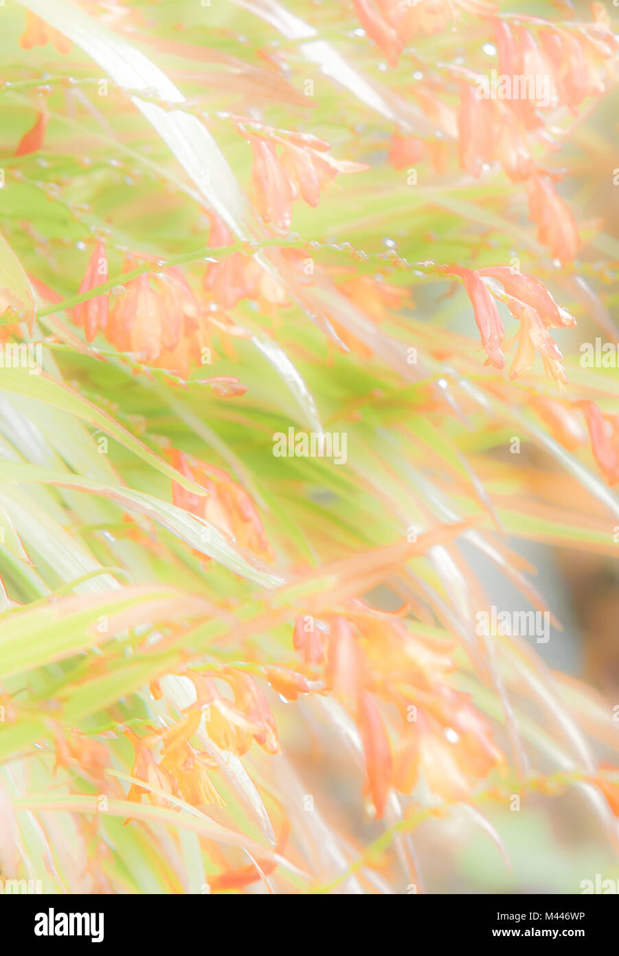 Soft Nature Background at Sunrise Stock Photo - Alamy