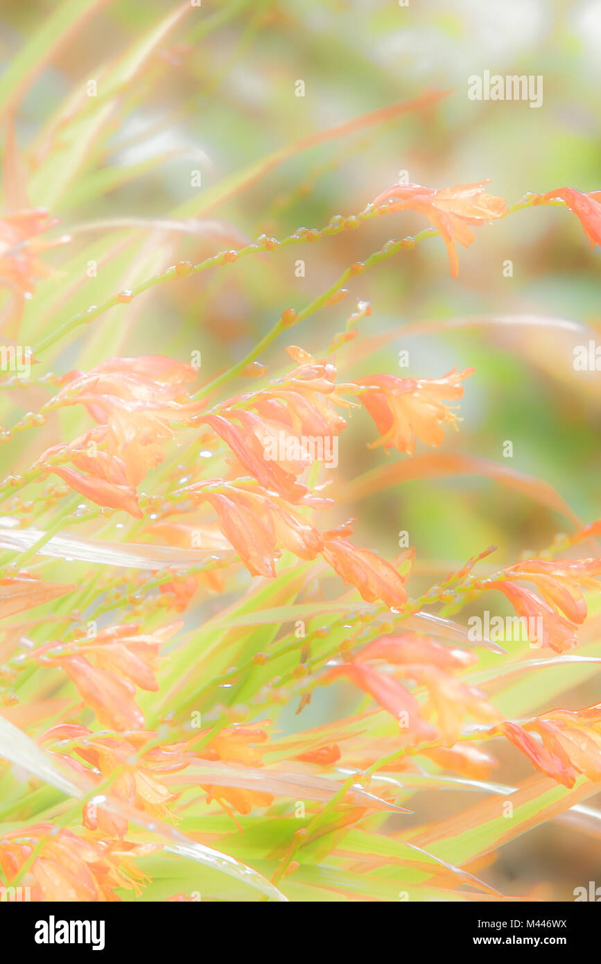 Soft Nature Background at Sunrise Stock Photo - Alamy