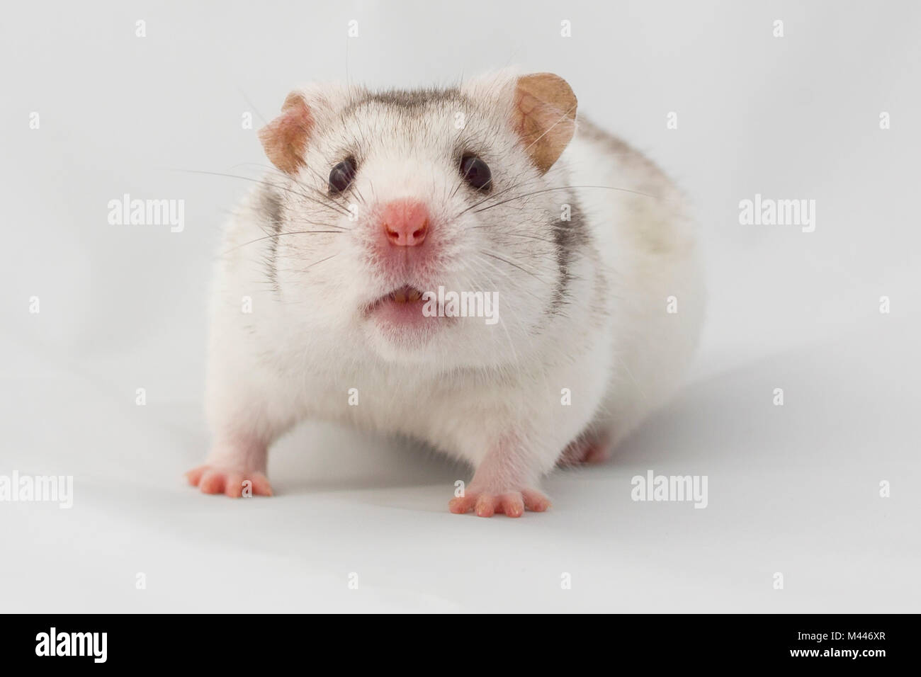 Syrian hamster hi-res stock photography and images - Alamy
