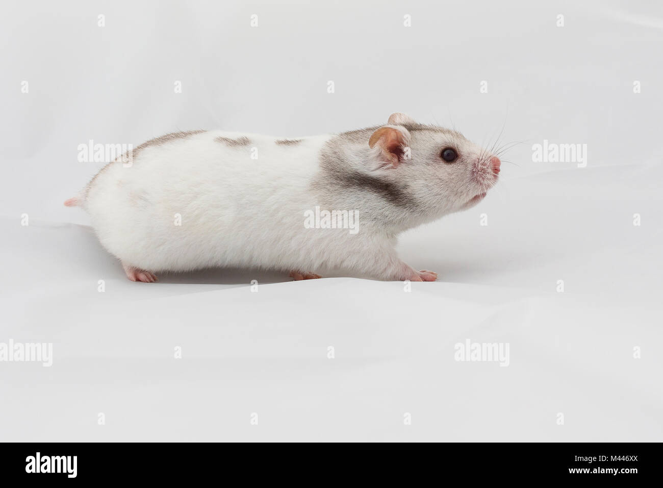 Syrian hamster hi-res stock photography and images - Alamy
