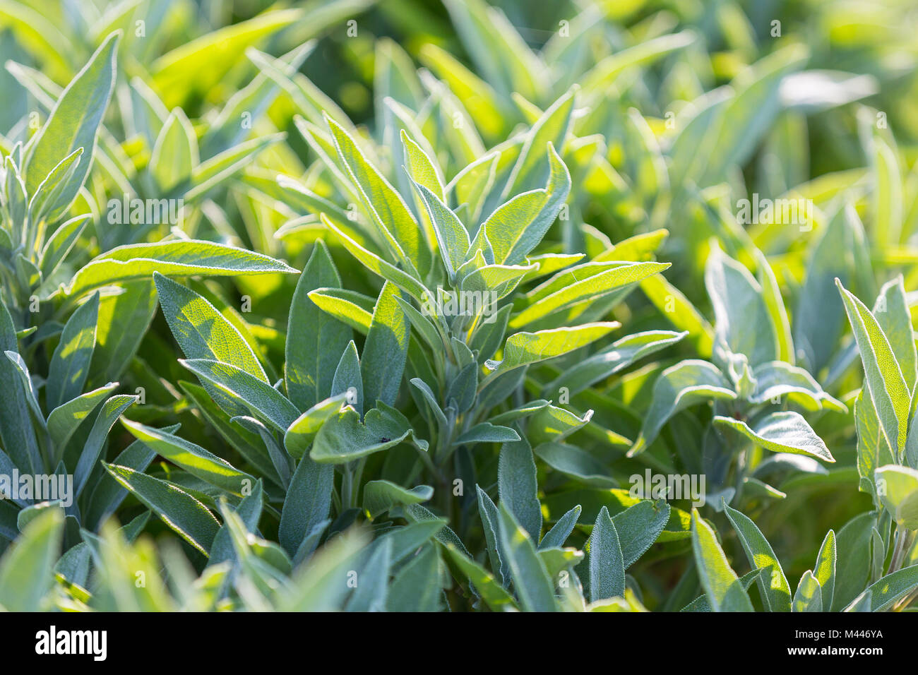 Common sage (Salvia officinalis),tea plantation,Germany Stock Photo - Alamy