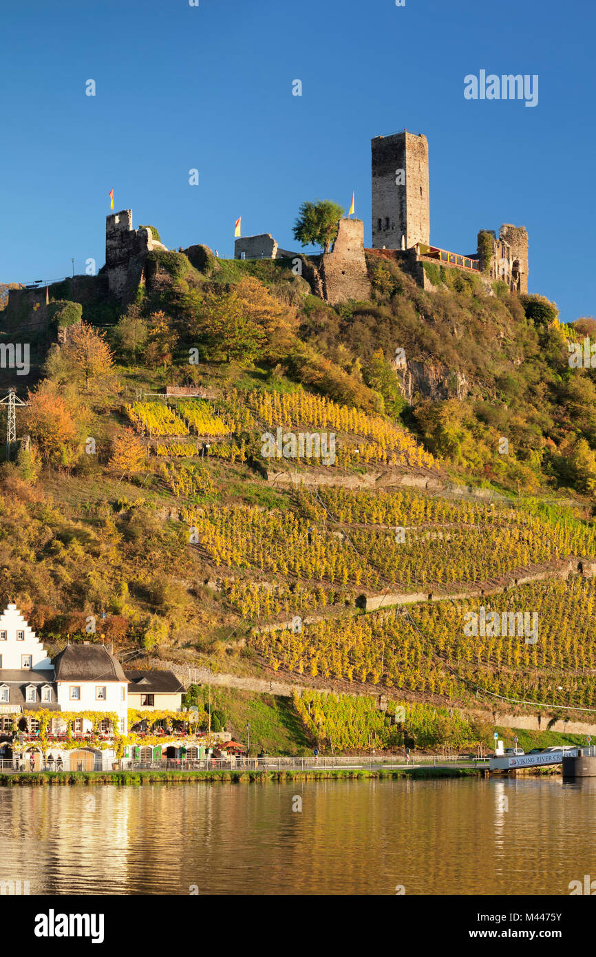 Ruins of Metternich Castle with vineyard,Beilstein,Moselle,Rhineland ...