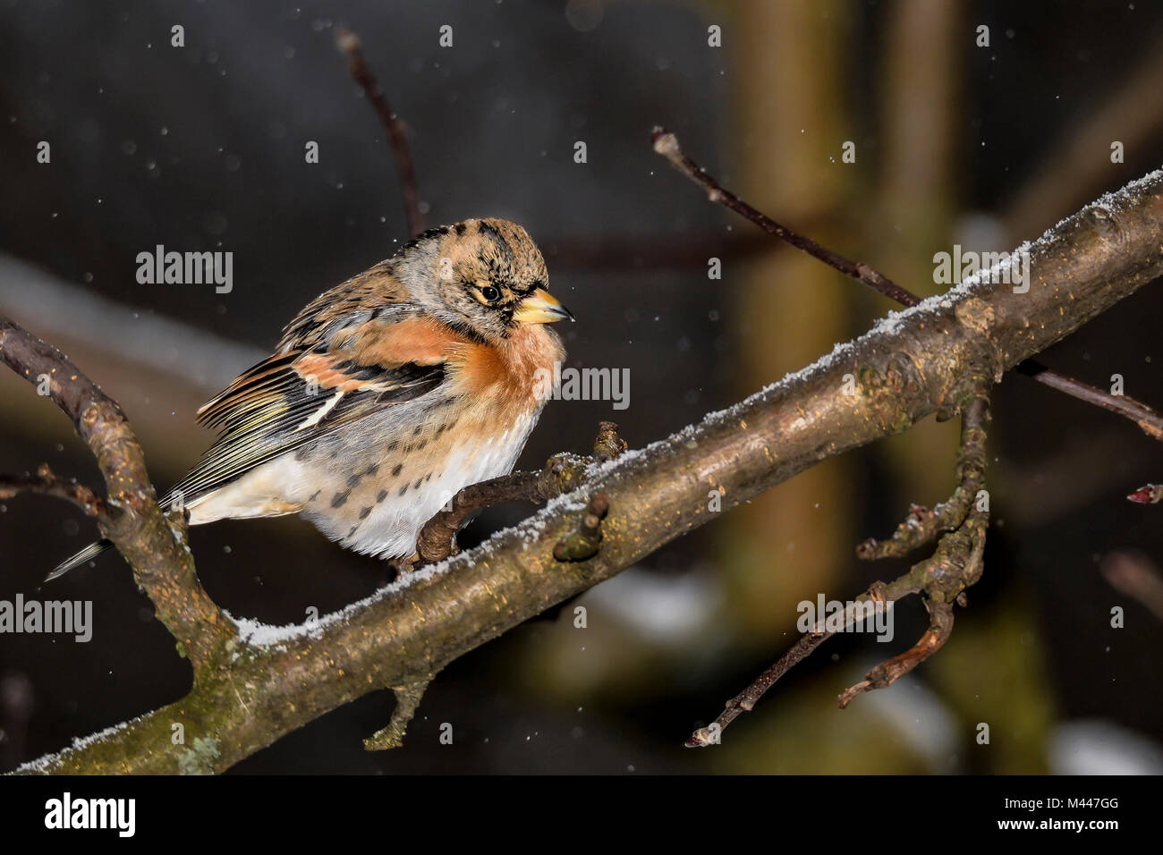 Winter guest bird hi-res stock photography and images - Alamy