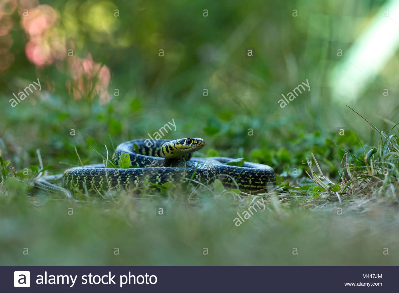 Asp Snake Stock Photos & Asp Snake Stock Images - Alamy