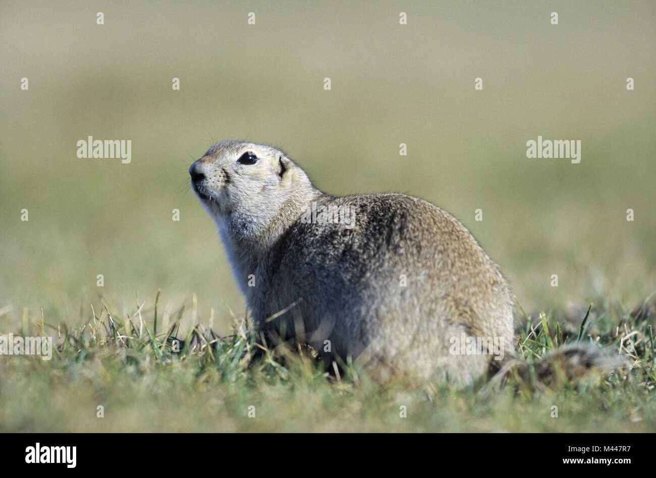 Flickertail foraging-(Richardsons Ground Squirrel Stock Photo - Alamy