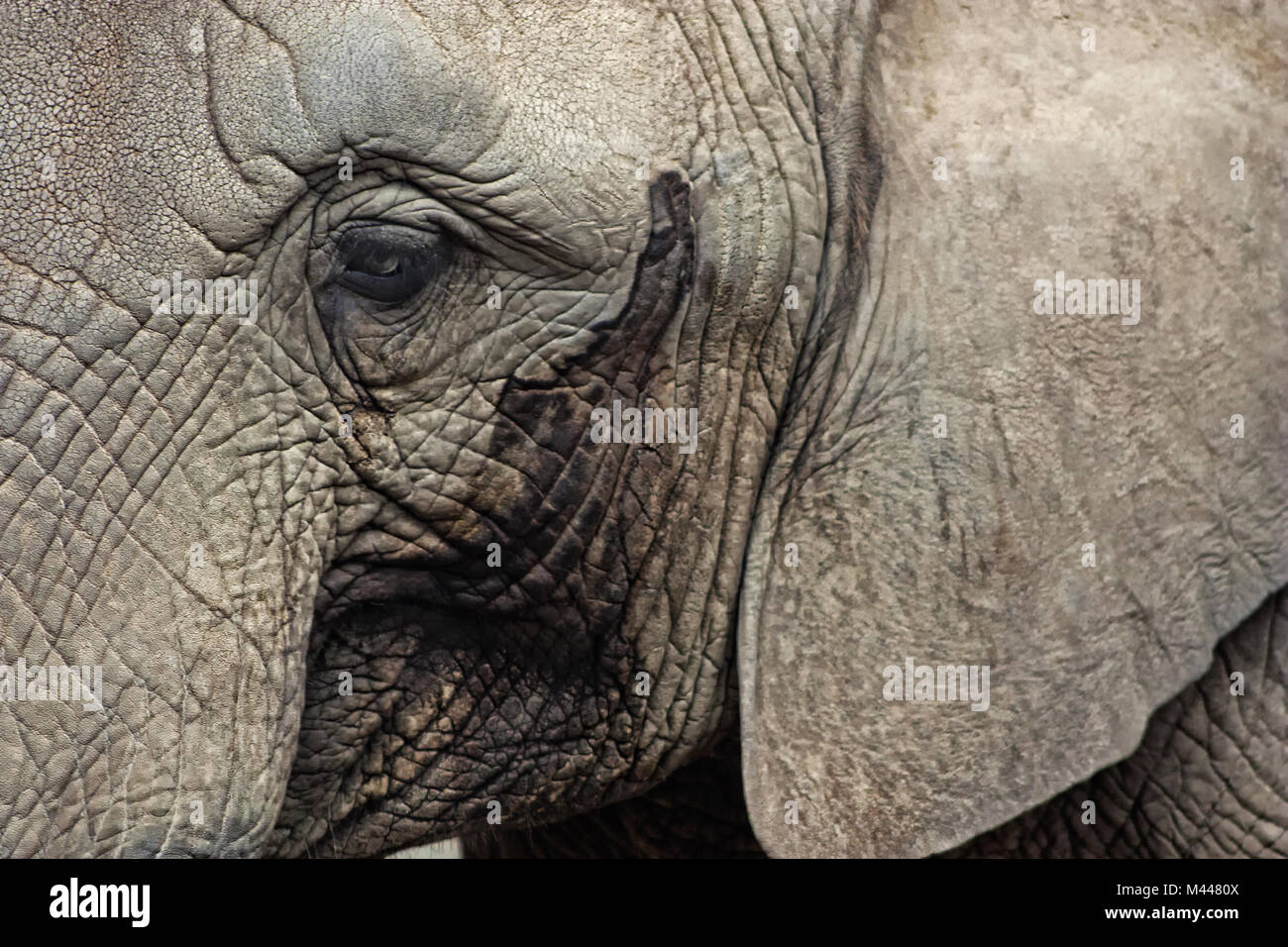 Pachyderm hi-res stock photography and images - Alamy