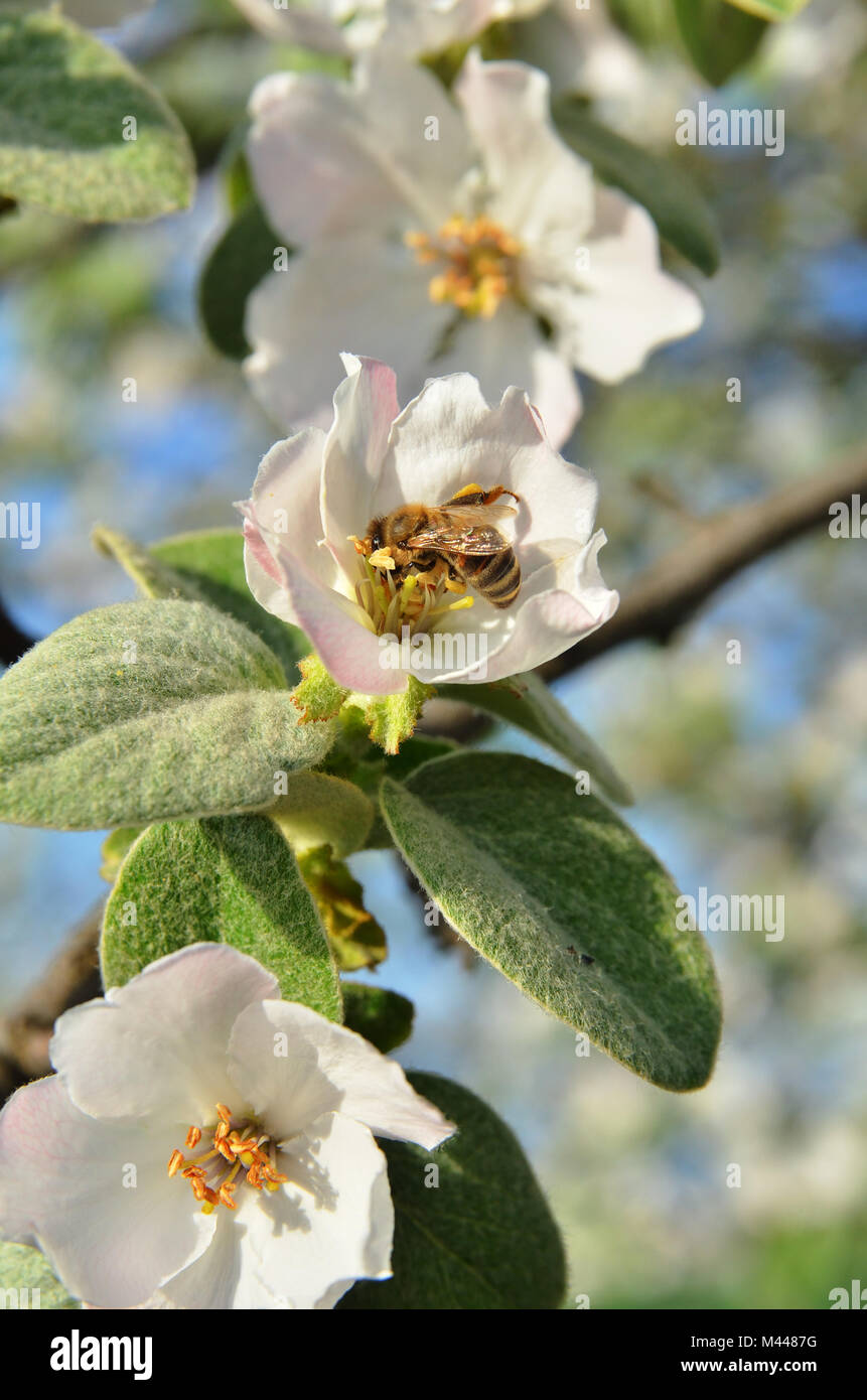 The bee collects honey on the apple tree inflorescence. Vertical photo ...